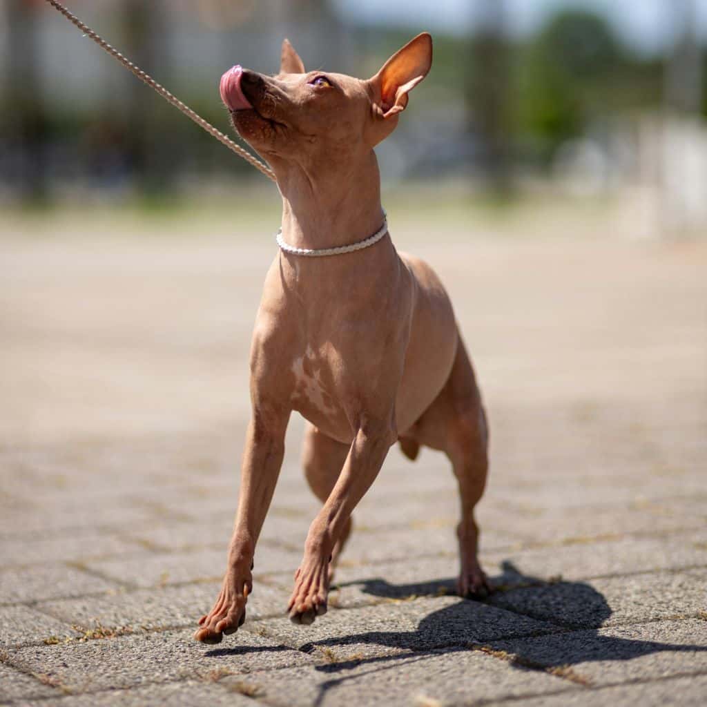 Discover How To Stop Lead Reactivity With Gentle Training