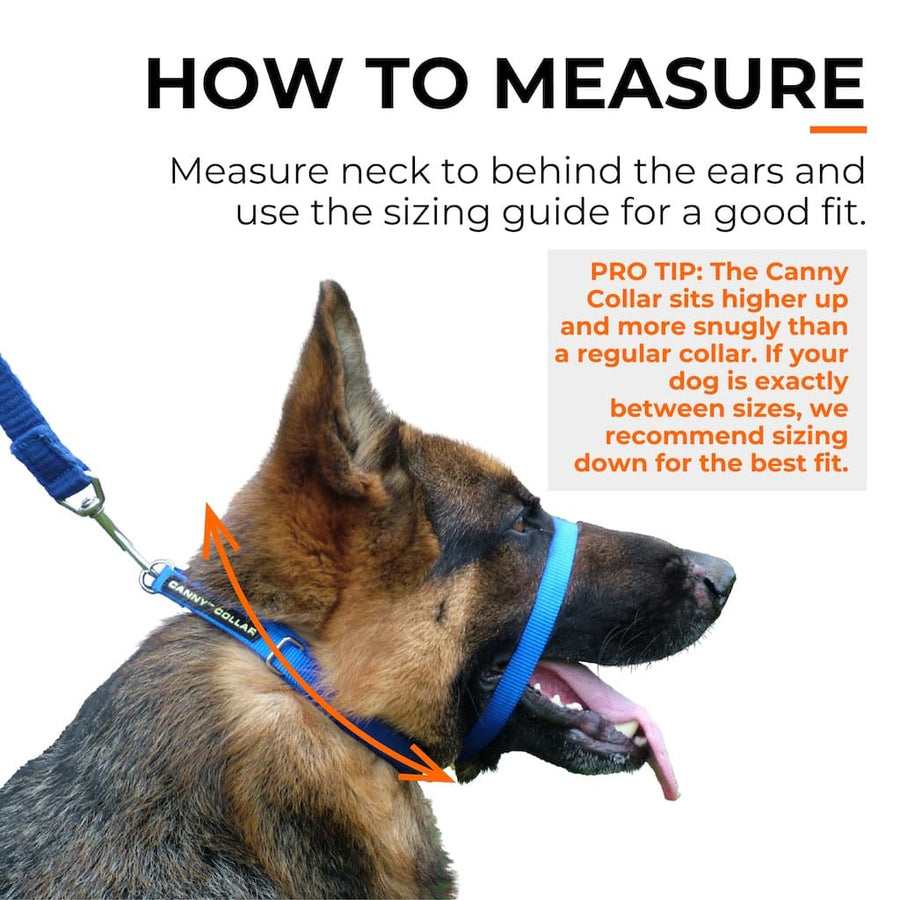 Best Head Collar For Dog | Stop Dog From Pulling On Lead
